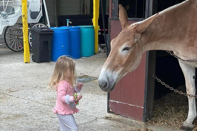 Mules in New Orleans Barn Tour - Evaluating the Value