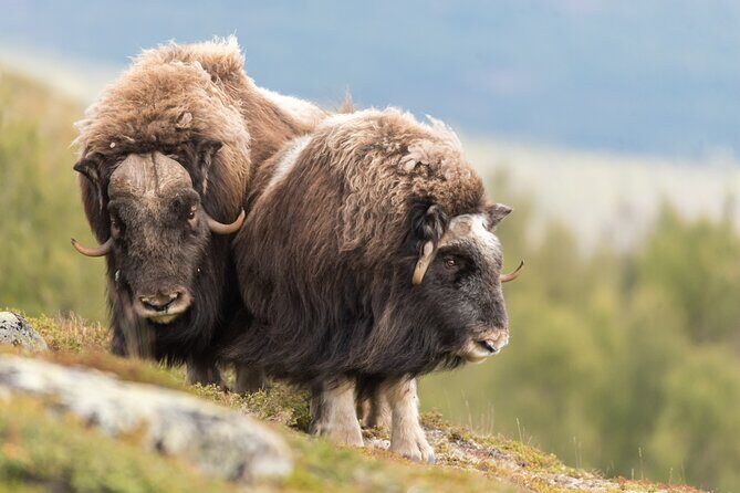 Musk ox Safari in Dovrefjell National Park from Oppdal - Group Size and Weather Considerations
