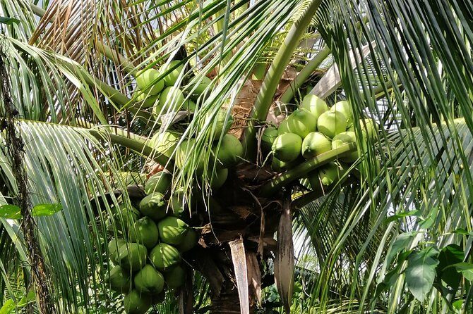 Must-see: A day to Cuchi Tunnels & Mekong Delta - Analyzing the Value