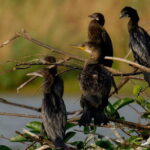 Muthurajawela Bird Watching Tour From Colombo & Negombo - Practical Aspects and Value