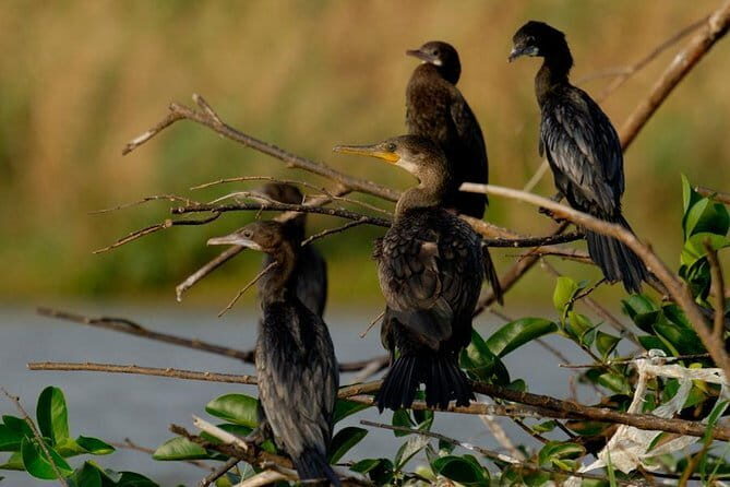 Muthurajawela Bird Watching Tour From Colombo & Negombo - Practical Aspects and Value