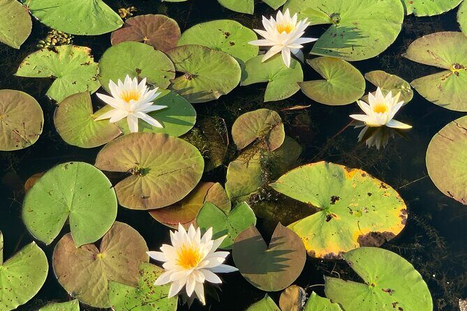 Mystical Private Kayak and Canoe Tours on Caddo Lake - The Itinerary: What Can You Expect?