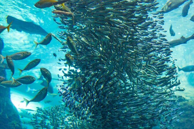 Napaling Sardine Run in Bohol - What the Tour Includes and How It Works