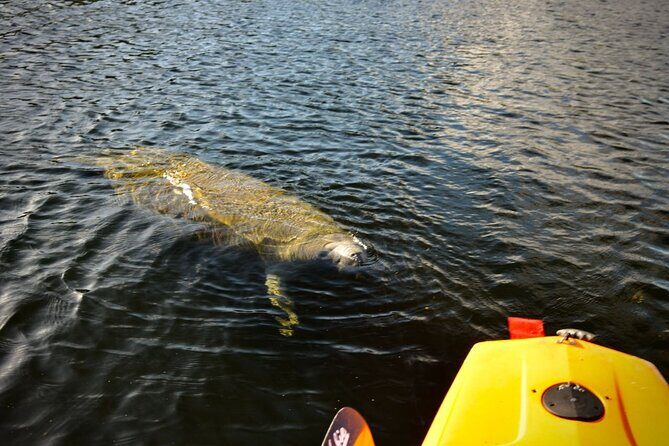 National Park Pedal Kayak Tours in New Smyrna Beach - What Youll Actually Experience