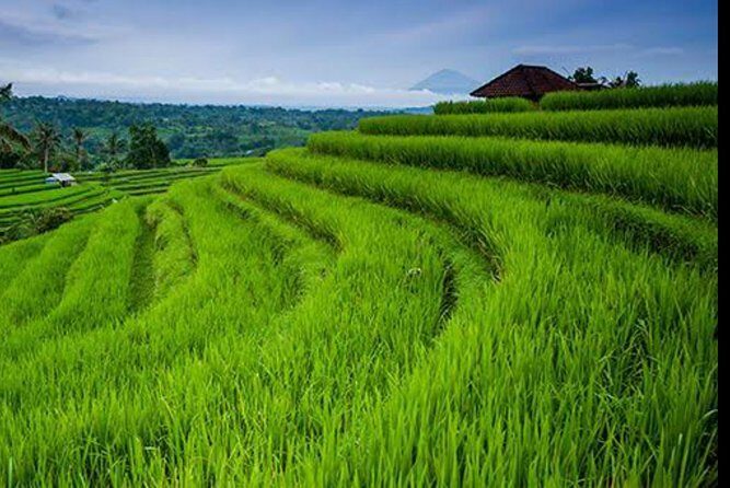 Nature's Beauty Unveiled: Jatiluwih Rice Terrace and Temple - Who Will Benefit Most from This Tour?