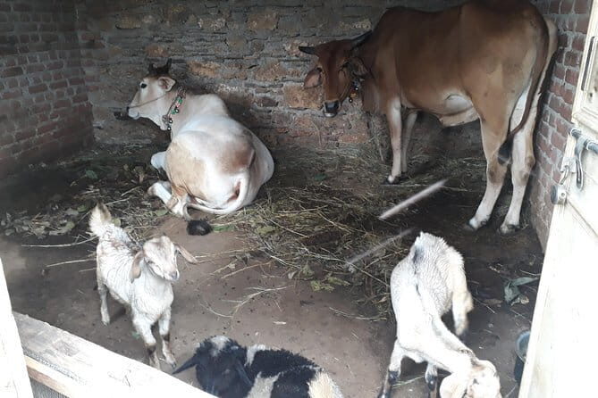"Neer Waterfalls & Mountain Village A Scenic Hike in Rishikesh - The Experience and Practicalities