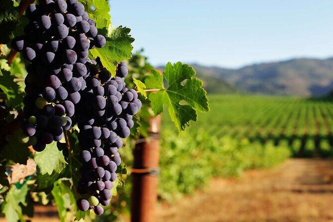 New York Wine Vineyard Tour - Why This Tour is Worth Considering
