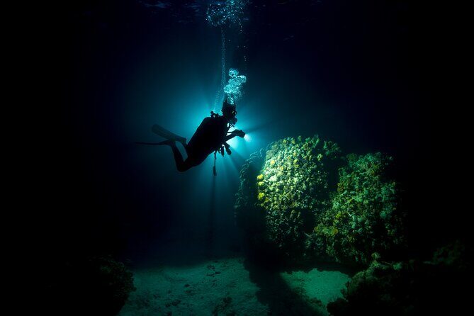 Night Dive Adventure in Oahu - The Itinerary in Detail