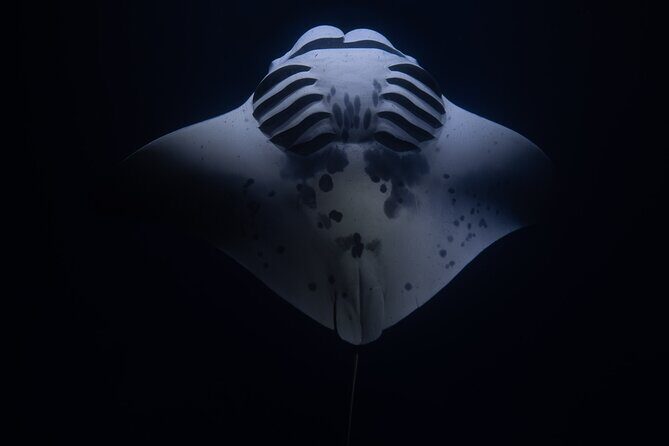 Night Manta Ray Snorkel with Videos - Who Should Consider This Tour?