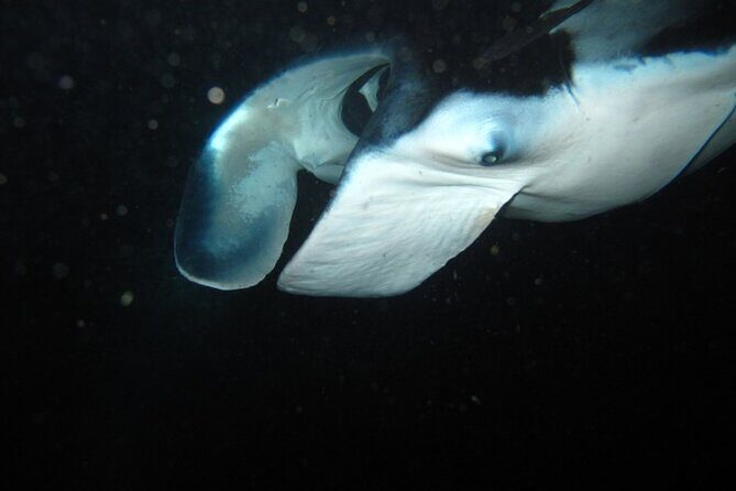 Night Manta Ray Tour | Departs from Keauhou Bay - An Honest Look at the Night Manta Ray Tour
