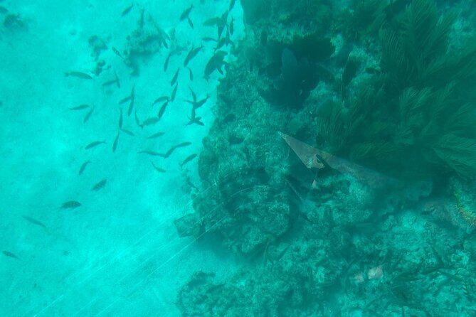 Night Tour Glass Bottom Boat in Islamorada - Itinerary Breakdown: What to Expect