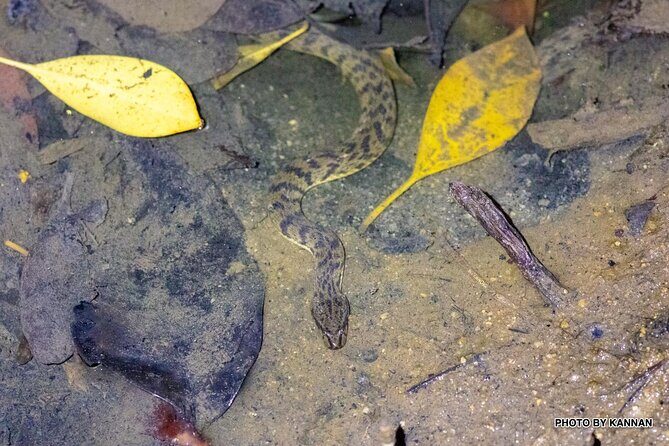 Nocturnal Secrets: A Mangrove Adventure - The Guide’s Role: Turning a Walk into a Wildlife Lesson