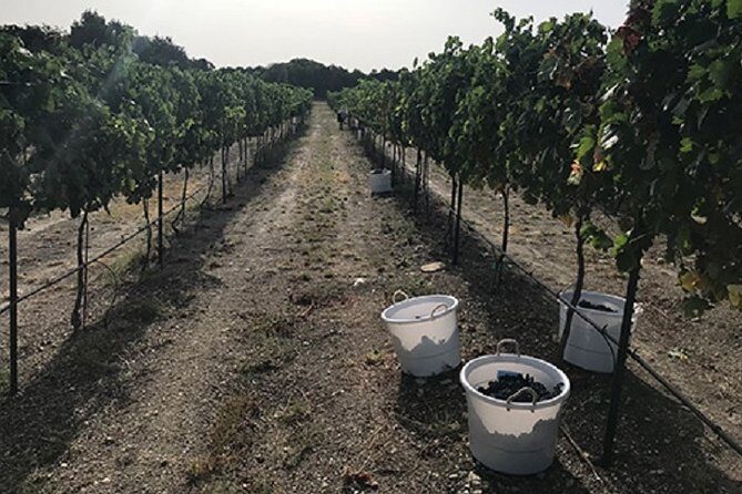 North Texas Wineries & Vineyards Tour & Tastings-6 person minimum - A Deep Dive into the Tour Experience