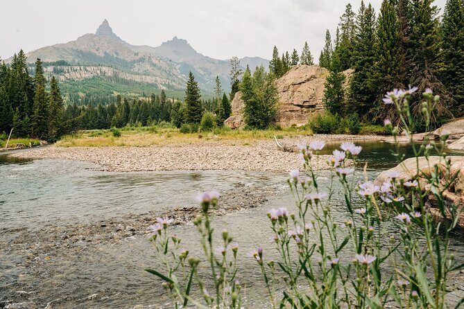 Northern Yellowstone Safari from Cody, WY - The Sum Up
