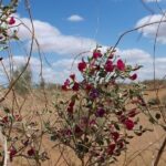 Nurata Mountain & Kyzyl-kum Desert 3 Day Tour From Samarkand or Bukhara - Transportation, Accommodation, and Meals