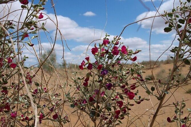 Nurata Mountain & Kyzyl-kum Desert 3 Day Tour From Samarkand or Bukhara - Transportation, Accommodation, and Meals