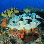 Nusa Penida Snorkeling Trip Manta Point Gamat Bay and Wall Bay - The Downside? A Few Considerations