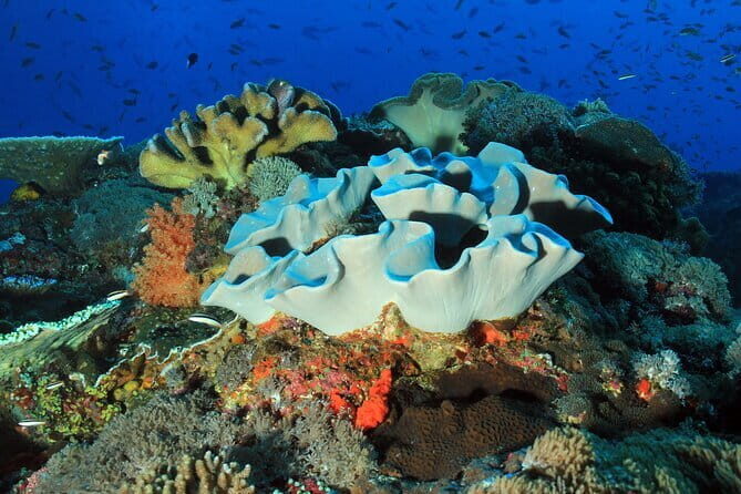 Nusa Penida Snorkeling Trip Manta Point Gamat Bay and Wall Bay - The Downside? A Few Considerations