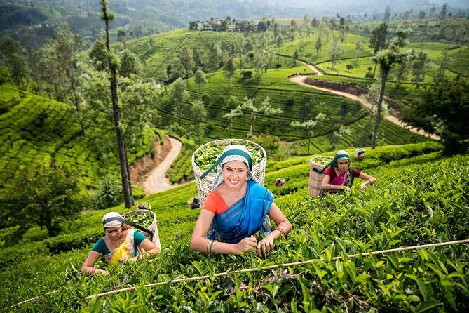 Nuwara Eliya Tour - What’s Included and What’s Not