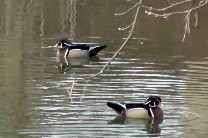 NYC Beginner Private Birdwatching Tour - What It Means for You