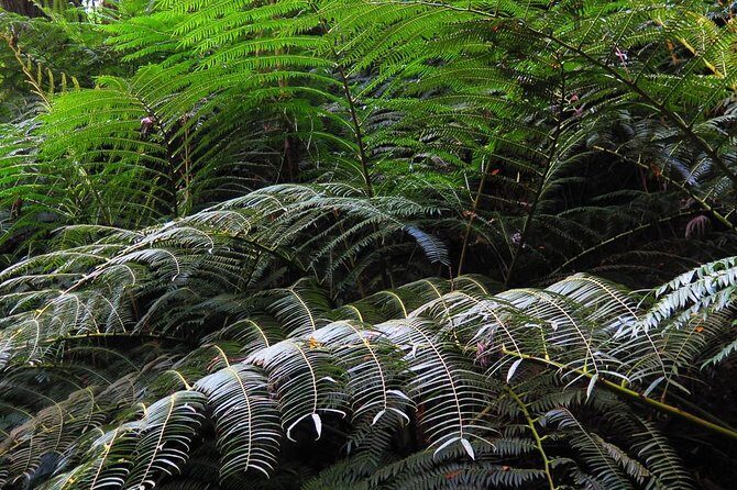Oahu Hidden Waterfall Hike: A Tropical Paradise Adventure