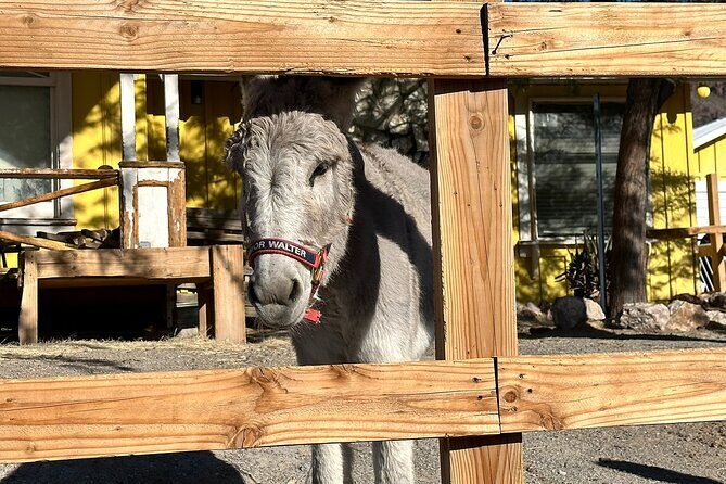 Oatman Mining Camp, Burros, Scenic RT 66 Direct From Las Vegas - Who Will Enjoy This Tour Most?