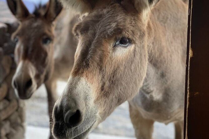 Oatman  Old Western Town RT66 Museum Black Mountain Scenic Drive - Who Will Love This Tour?