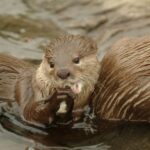 Oberhausen: SEA LIFE Oberhausen Entry Ticket - Who Will Love This Experience?
