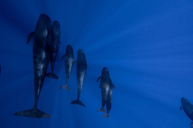 Offshore Safari Adventure in Kona with Underwater Videos - Thorough Breakdown of the Tour Experience