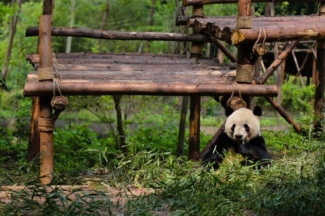 One Day Giant Panda Leisure Private Tour in Chengdu - Comfort, Convenience, and Value