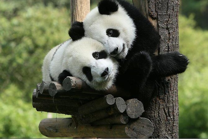 One-Day Private Panda Tour Of Chengdu - Is This Tour Right for You?
