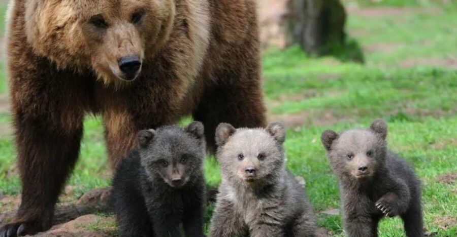 One day trip Bear Sanctuary, Dracula Castle - What’s Included and What You’ll Need to Gather