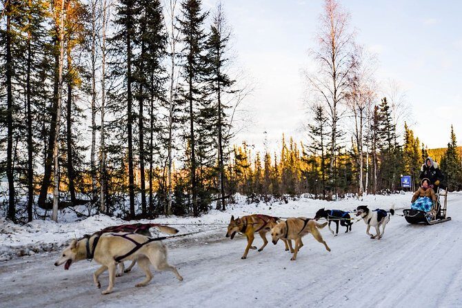 One Hour Experience Dog Sledding - Who Will Love This Tour?