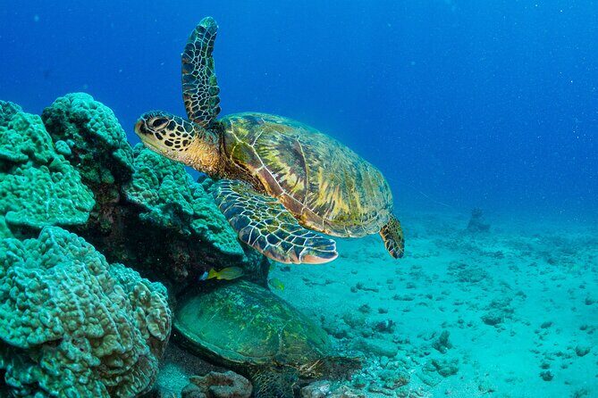 One Tank Scuba Diving in Kauai South Shore Certified Diver Only - Concluding Thoughts: Who Should Sign Up?