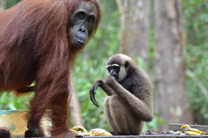 Orangutan Tanjung Puting Day Trip - The Value of This Experience