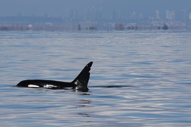 Orca whale tour from Orcas Island - The Value of Speed and Focus