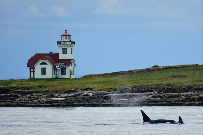 Orca whale tour near Seattle - How the Tour Operates and Logistics