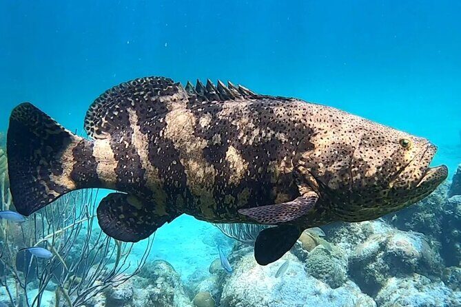 Original Snorkel and Sandbar Combo in Islamorada - Who Should Consider This Tour?