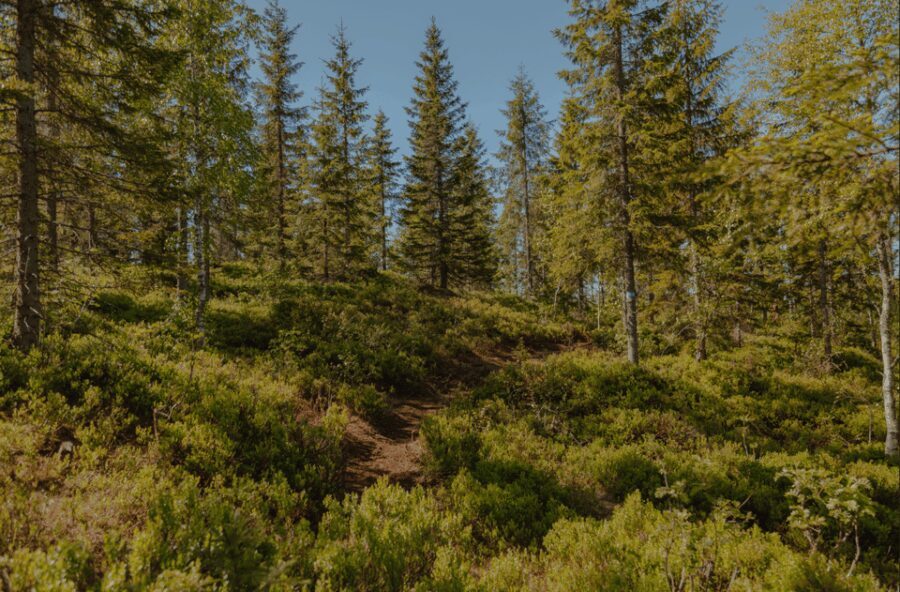 Oslo: Best View of the Oslofjord Hike - The Value of the Experience