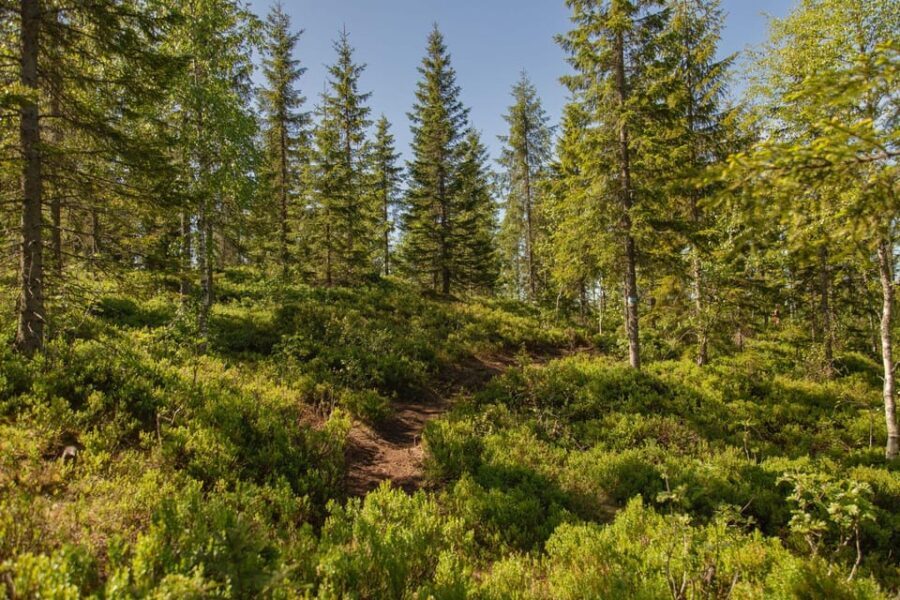Oslo: Local Forest Cabin, Fresh Pastries and Lake Swim - What Makes This Tour Stand Out?