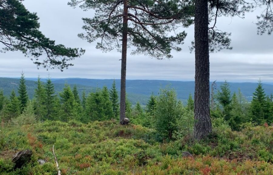 Oslo: Skjennungstoppen Wildlife Forest Hiking Tour - The Practical Side: What You Need to Know
