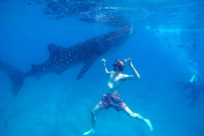 Oslob Whale Shark & Moalboal Sardines & Turtle Private Tour - A Detailed Look at the Tour