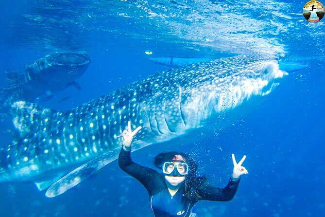 Oslob Whale Shark Swimming and Kawasan Falls Swimming Tour - What Reviewers Say