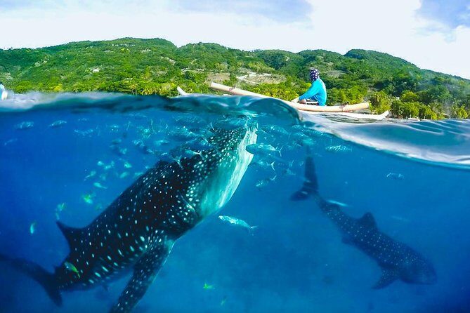 Oslob Whaleshark and Kawasan Falls Tour - Why This Tour Might Be Perfect for You