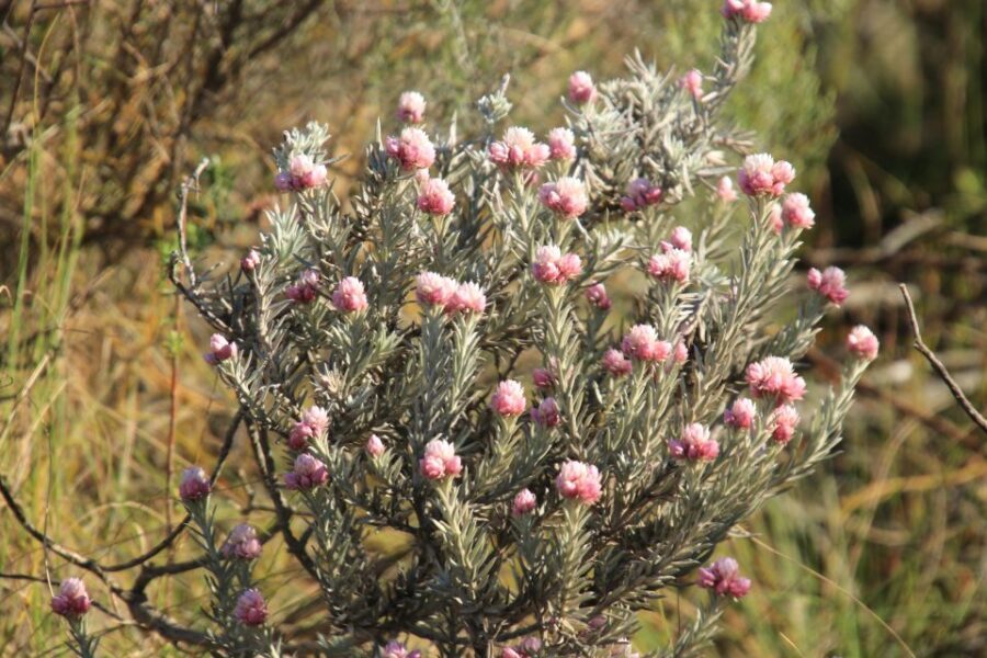 Oudtshoorn: Half-Day Swartberg Pass Private Guided Tour - Who Will Love This Tour?