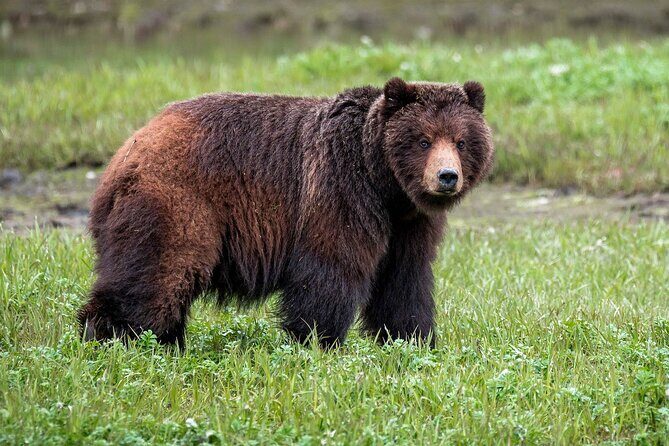 Pack Creek Bear Viewing - Practical Details and Tips