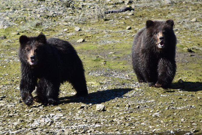 Pack Creek Brown Bear Viewing Juneau - Kayaking Through Windfall Harbor