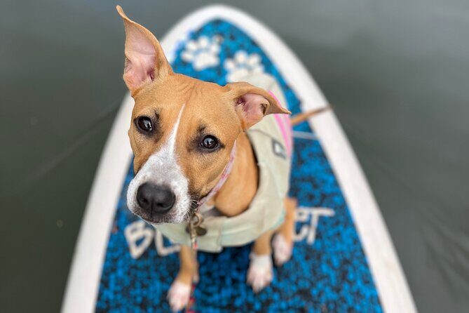 Paddle Board Hale'iwa with Rescue Dogs - Authentic Experiences and Peer Feedback