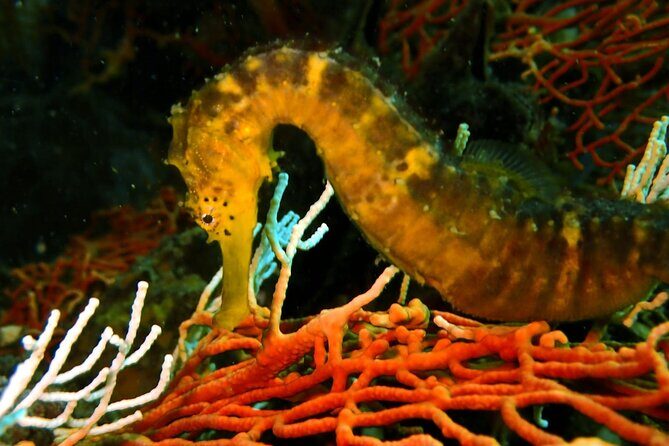 PADI Discover Scuba 3 Times Diving Phuket - The Dive Sites and What You Can Expect