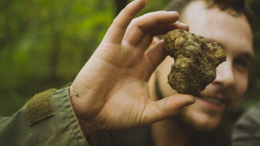 Paladini: Truffle Hunting Tour with 3-Course Tasting Menu - From Forest to Table: The Tasting Experience